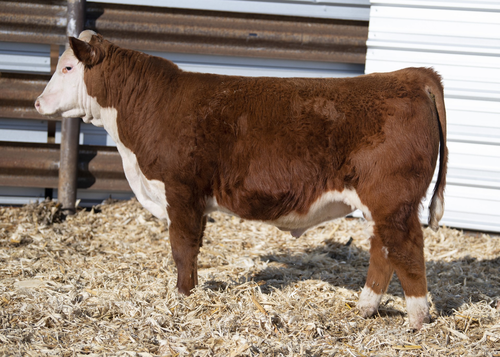 Herd Bulls - Douthit Herefords